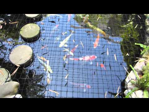 Huge Koi Fish In Beautiful Pond Aquarius Water Gardens