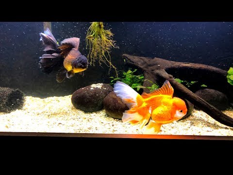 Why Do People Love Goldfish Aquariums Water Gardens