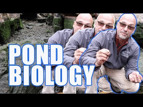 POND BIOLOGY: Mimicing a Natural Ecosystem | Aquarius Water Gardens