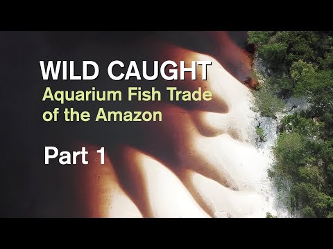 Wild Caught Aquarium Fish Trade Of The Amazon Part 1 Aquariums